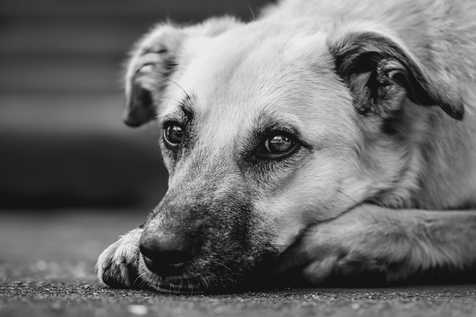 Dog Resting Outdoors – PetGuide